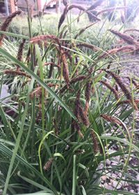 Carex Obnupta